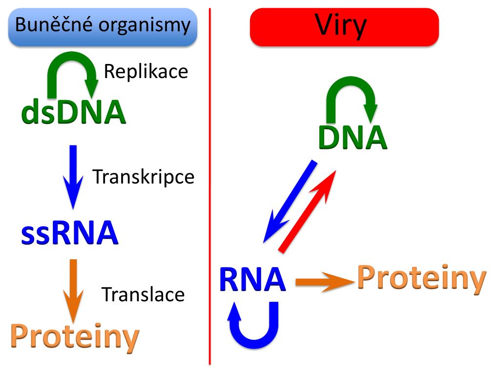 PPT - Viry studované v Laboratoři strukturní virologie : pikornaviry ...