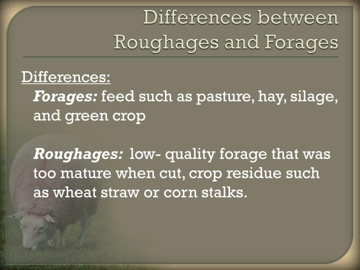PPT - Feedstuff Classification PowerPoint Presentation - ID:1863321