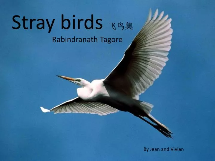 PPT - Stray birds 飞鸟集 PowerPoint Presentation, free download - ID:1863812