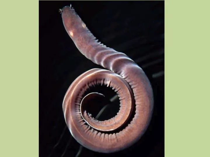 PPT - Hag Fish PowerPoint Presentation, free download - ID:1863897