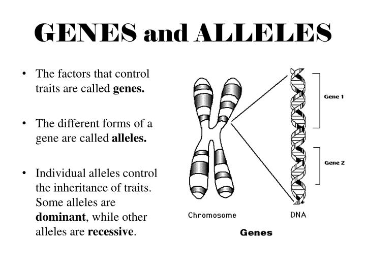 PPT - REPRODUCTION and GENETICS PowerPoint Presentation - ID:1864013