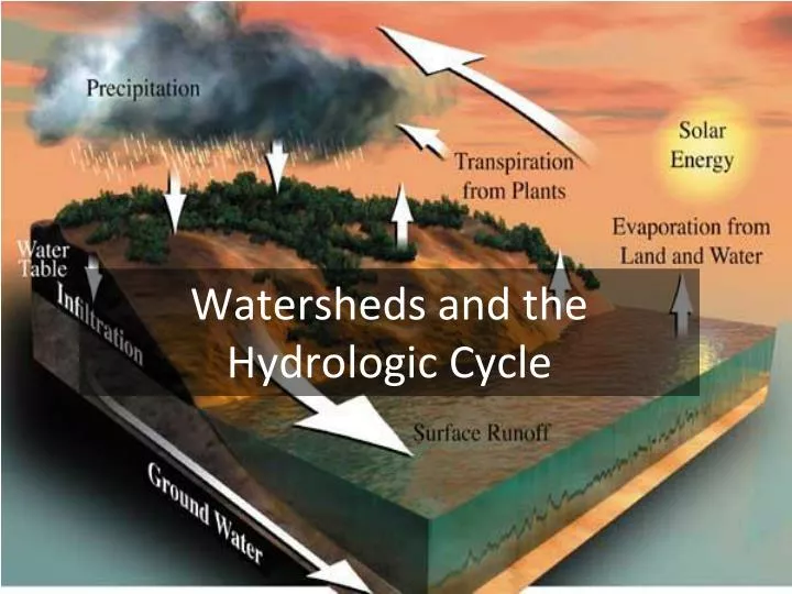 PPT - Watersheds and the Hydrologic Cycle PowerPoint Presentation, free ...