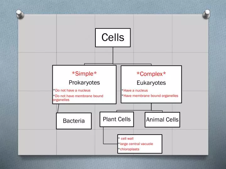 PPT - Eukaryotic Cell Organelles PowerPoint Presentation, free download ...