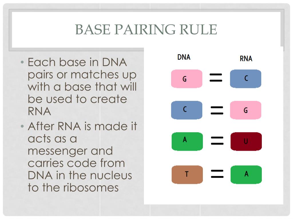Base Pairing Rules
