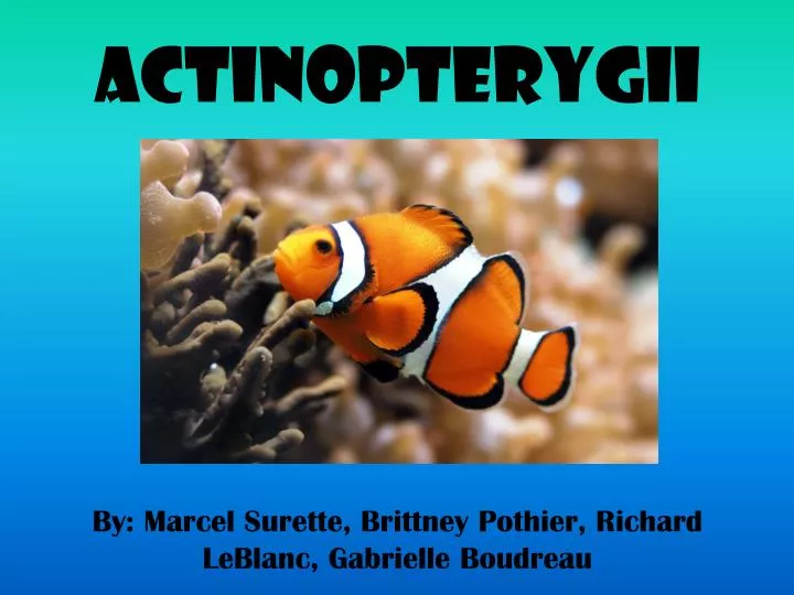 PPT - Actinopterygii PowerPoint Presentation, free download - ID:1864308