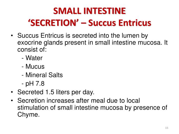 PPT - SMALL INTESTINE 1 Motility and Secretion PowerPoint Presentation ...