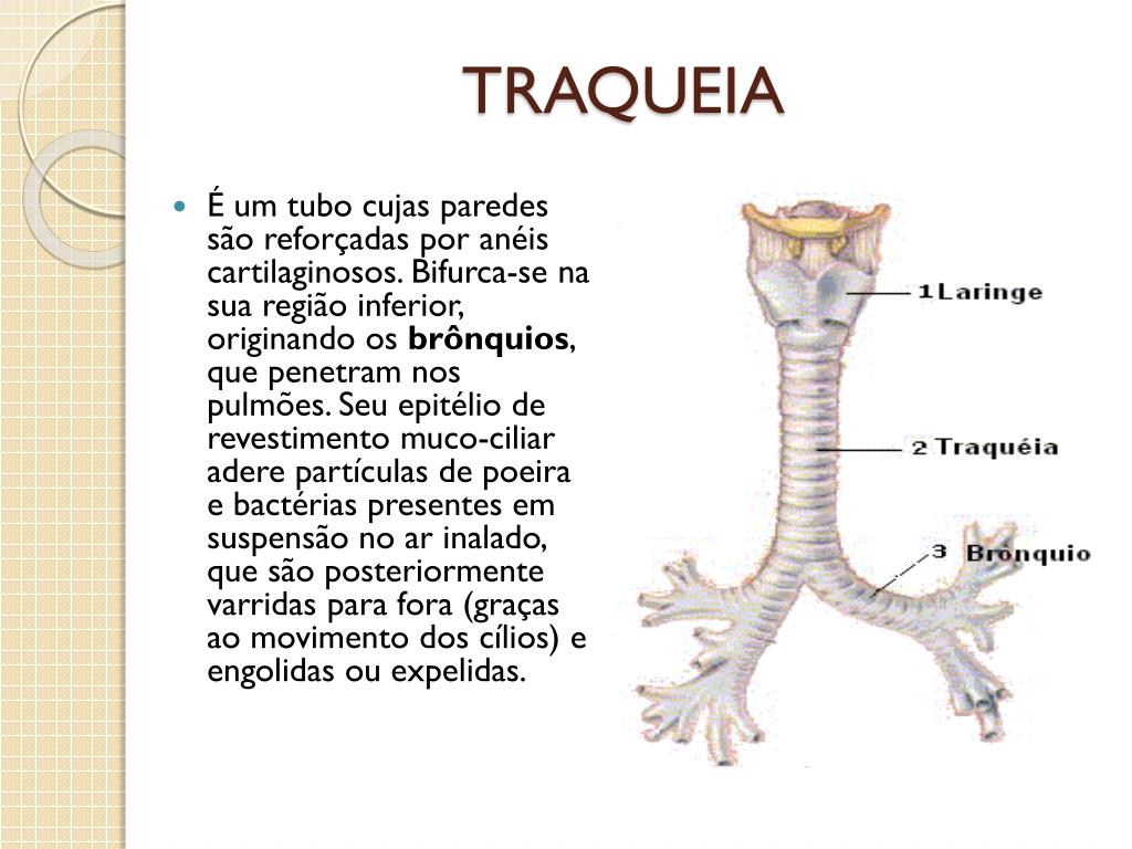 PPT - SISTEMA RESPIRATÓRIO PowerPoint Presentation, free download - ID ...