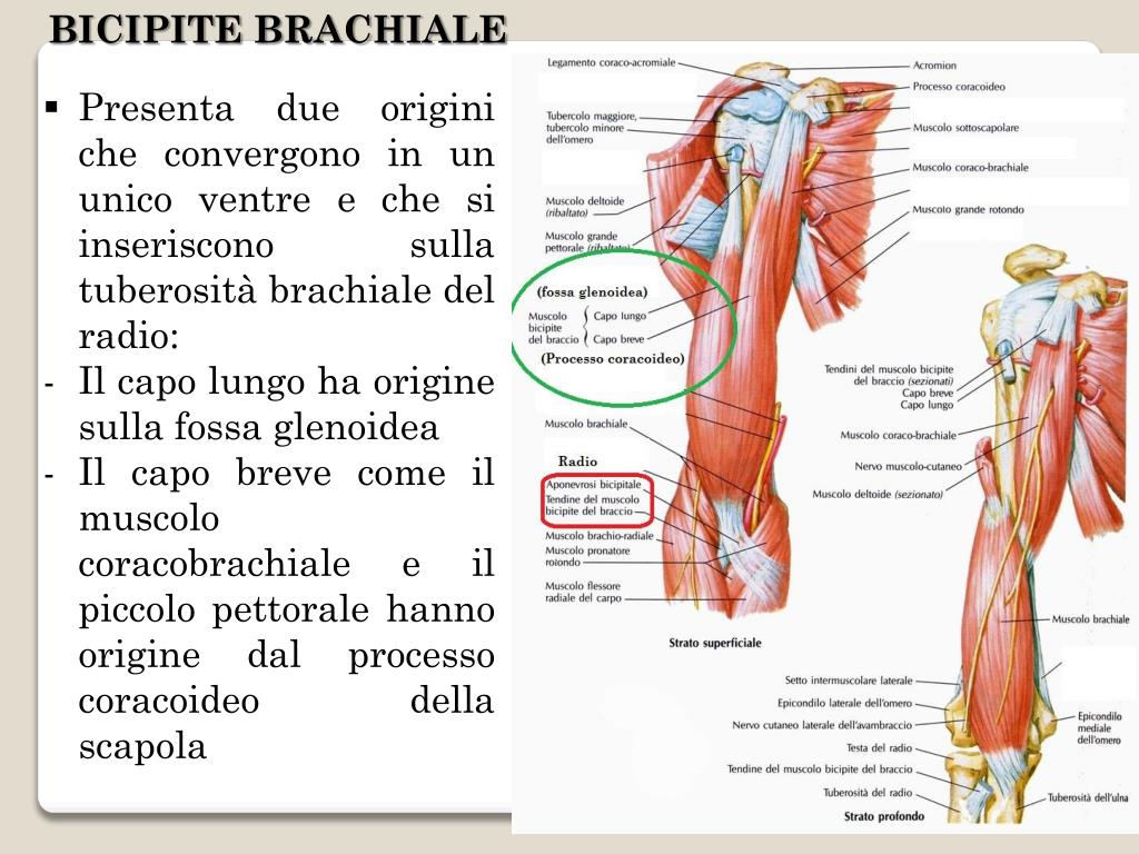 PPT - UNIVERSITA’ DEGLI STUDI DI CASSINO FACOLTA’ DI SCIENZE MOTORIE ...