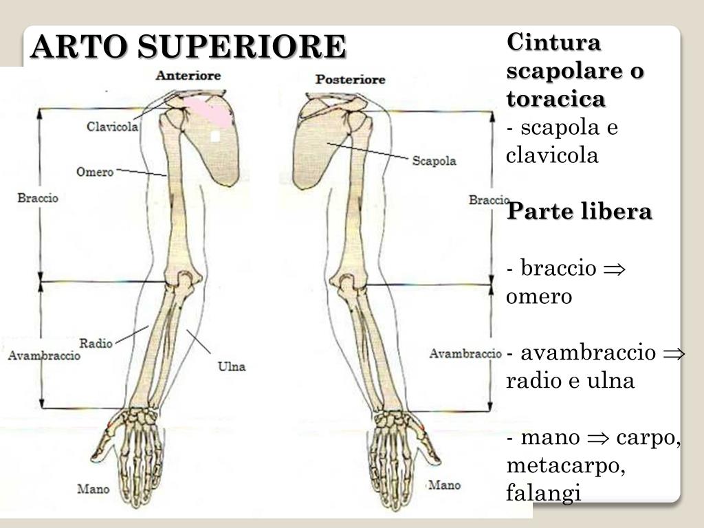PPT - UNIVERSITA’ DEGLI STUDI DI CASSINO FACOLTA’ DI SCIENZE MOTORIE ...