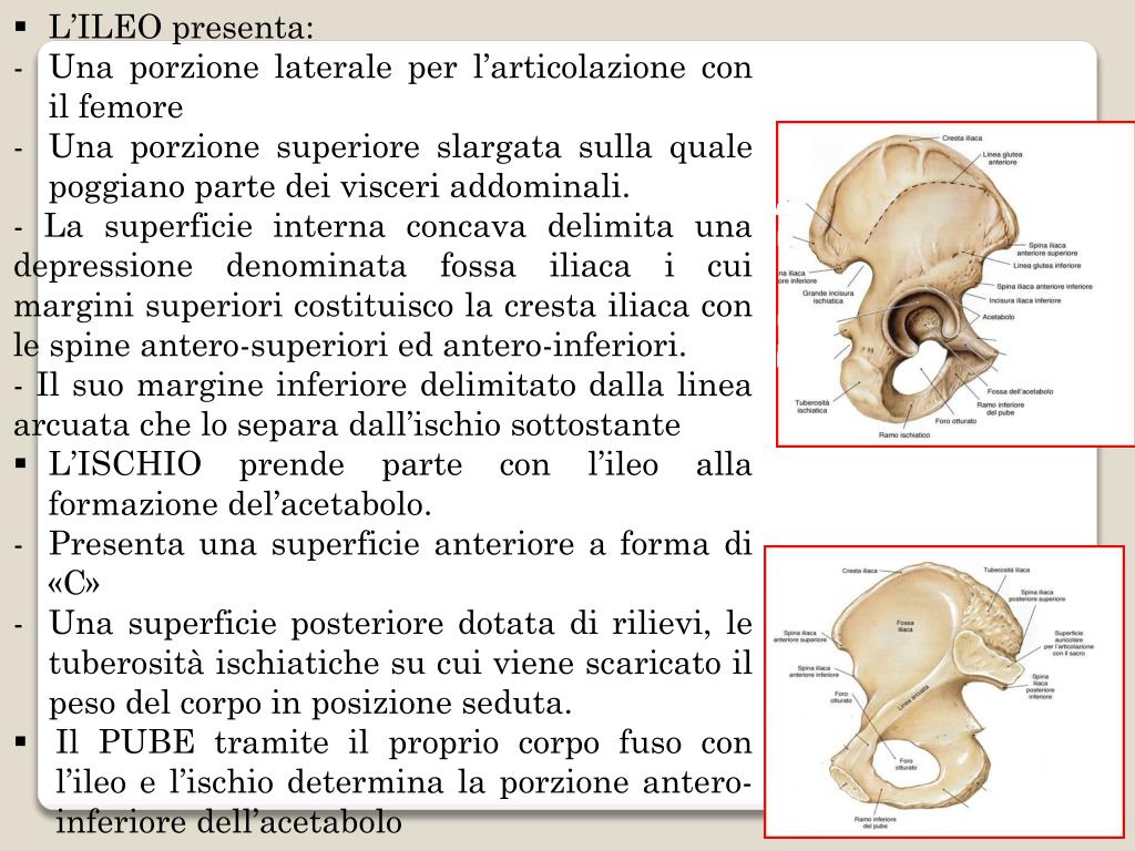 PPT - UNIVERSITA’ DEGLI STUDI DI CASSINO FACOLTA’ DI SCIENZE MOTORIE ...