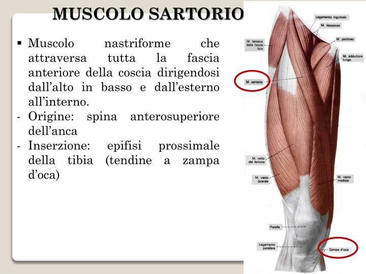 PPT - UNIVERSITA’ DEGLI STUDI DI CASSINO FACOLTA’ DI SCIENZE MOTORIE ...