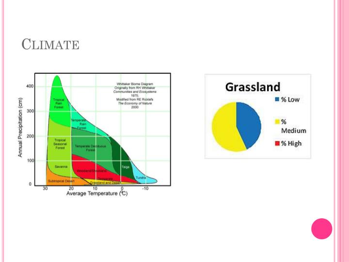 PPT - Grassland Biome PowerPoint Presentation - ID:1866156