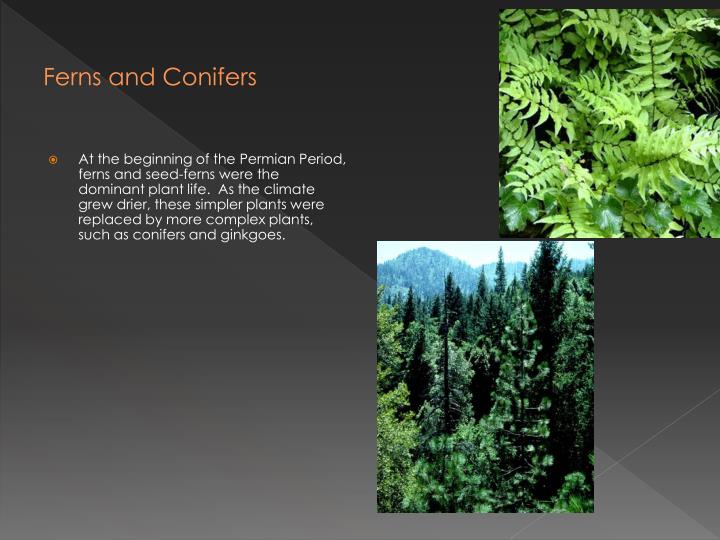 PPT - Permian PowerPoint Presentation - ID:1866160