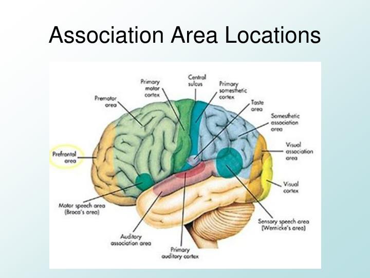 PPT - Major Sections of the Brain PowerPoint Presentation - ID:1866243