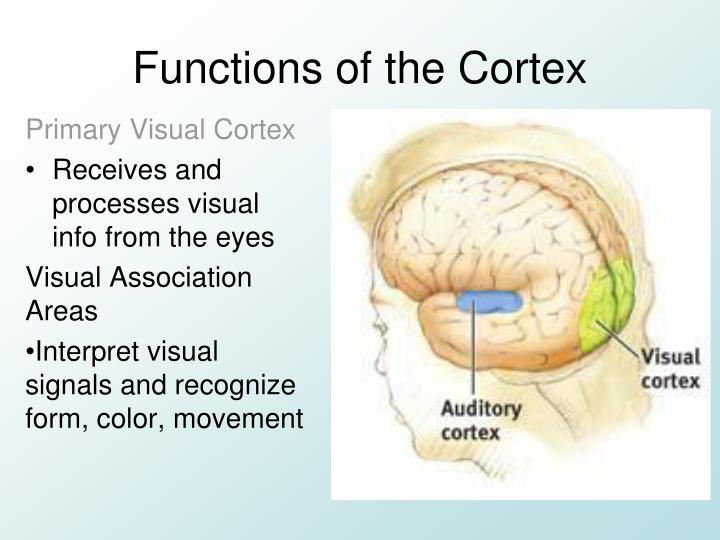 PPT - Major Sections of the Brain PowerPoint Presentation - ID:1866243