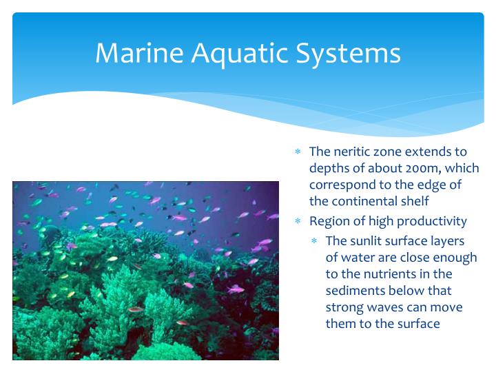 PPT - Aquatic Ecosystems PowerPoint Presentation - ID:1866324