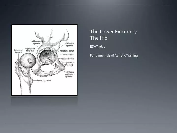 PPT - The Lower Extremity The Hip PowerPoint Presentation, free ...