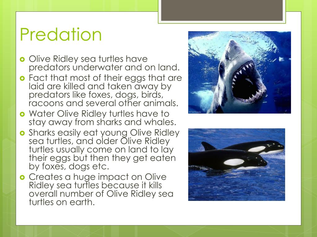 PPT - Olive Ridley Sea T urtles PowerPoint Presentation, free download ...