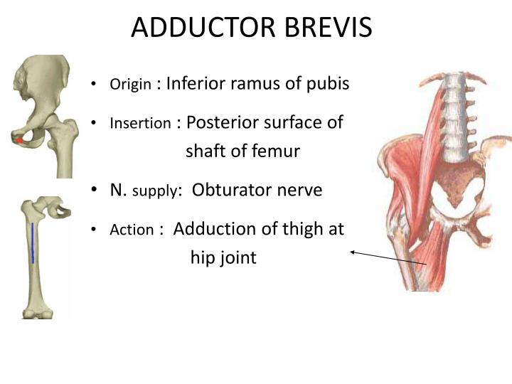 PPT - WINDSOR UNIVERSITY SCHOOL OF MEDICINE PowerPoint Presentation ...