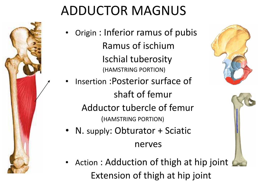 PPT - WINDSOR UNIVERSITY SCHOOL OF MEDICINE PowerPoint Presentation ...