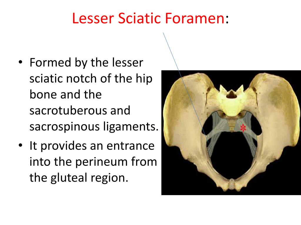PPT - WINDSOR UNIVERSITY SCHOOL OF MEDICINE PowerPoint Presentation ...