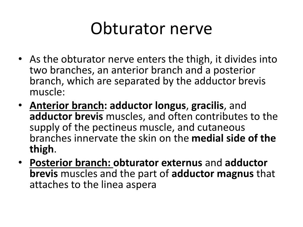 PPT - WINDSOR UNIVERSITY SCHOOL OF MEDICINE PowerPoint Presentation ...
