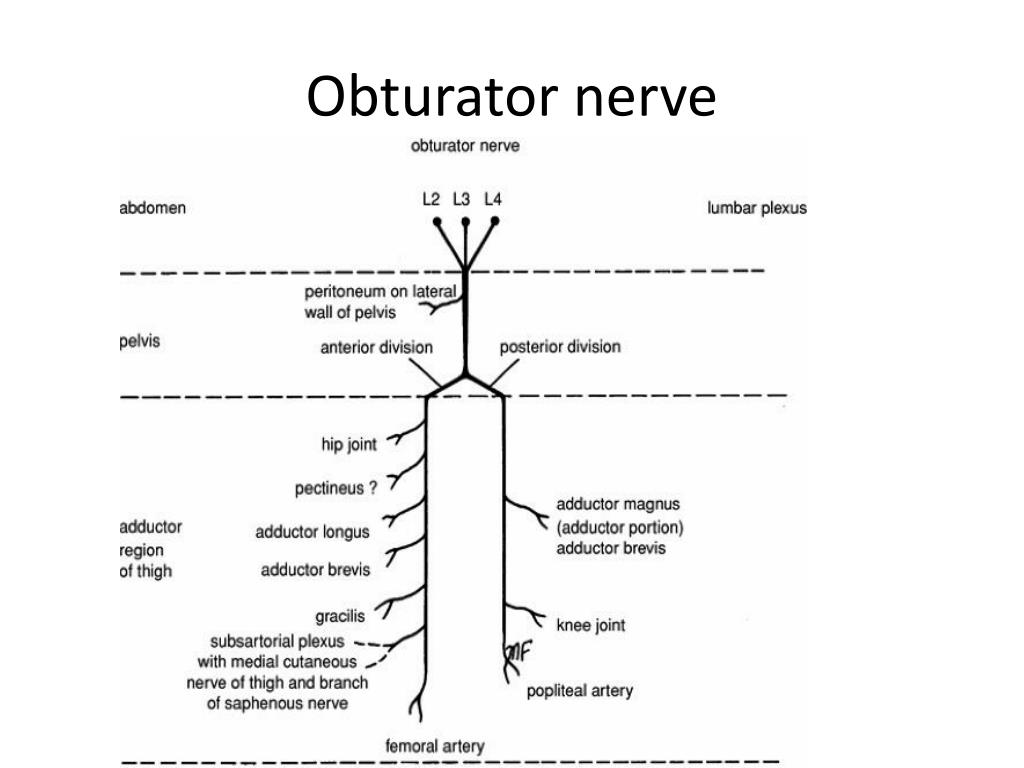PPT - WINDSOR UNIVERSITY SCHOOL OF MEDICINE PowerPoint Presentation ...