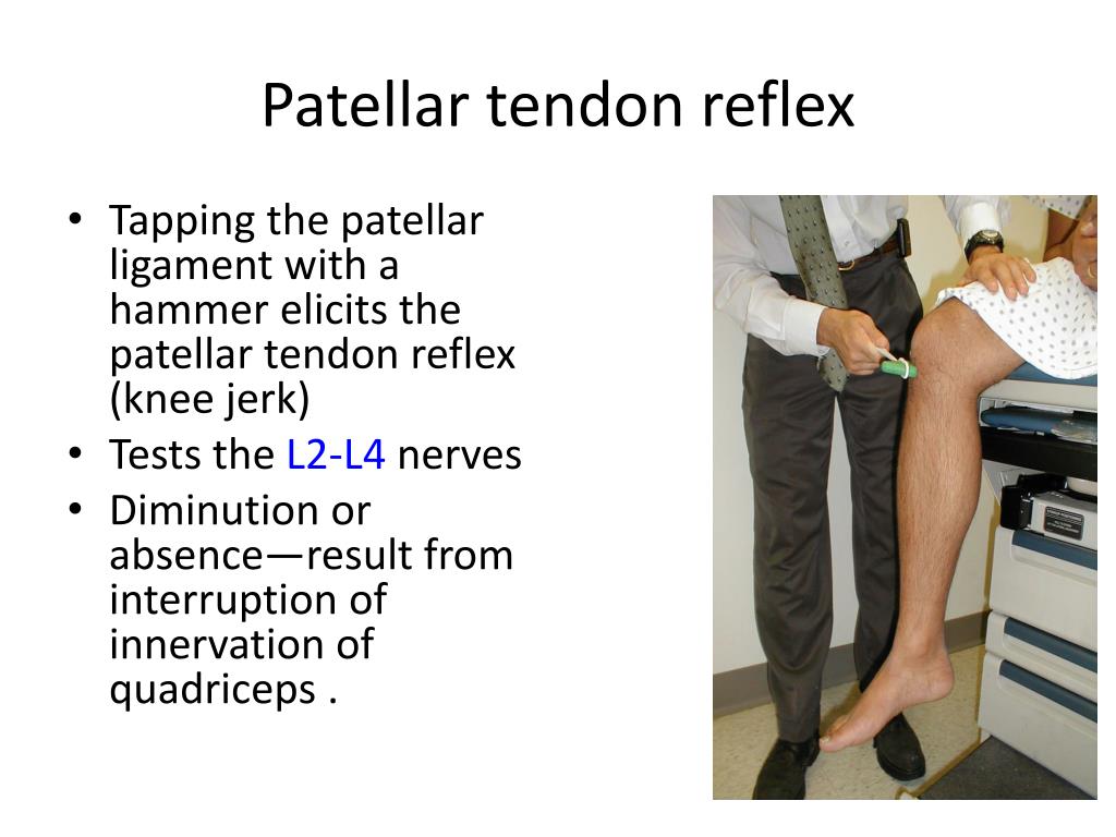 PPT - WINDSOR UNIVERSITY SCHOOL OF MEDICINE PowerPoint Presentation ...