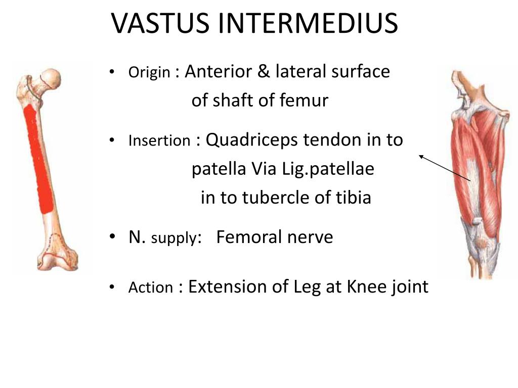 PPT - WINDSOR UNIVERSITY SCHOOL OF MEDICINE PowerPoint Presentation ...