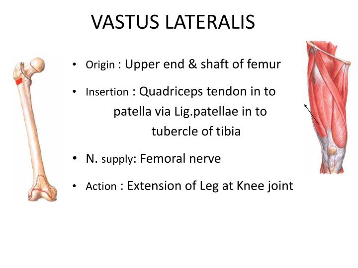 PPT - WINDSOR UNIVERSITY SCHOOL OF MEDICINE PowerPoint Presentation ...