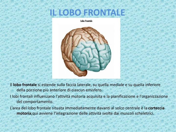 PPT - CORTECCIA CAREBRALE PowerPoint Presentation - ID:1866765