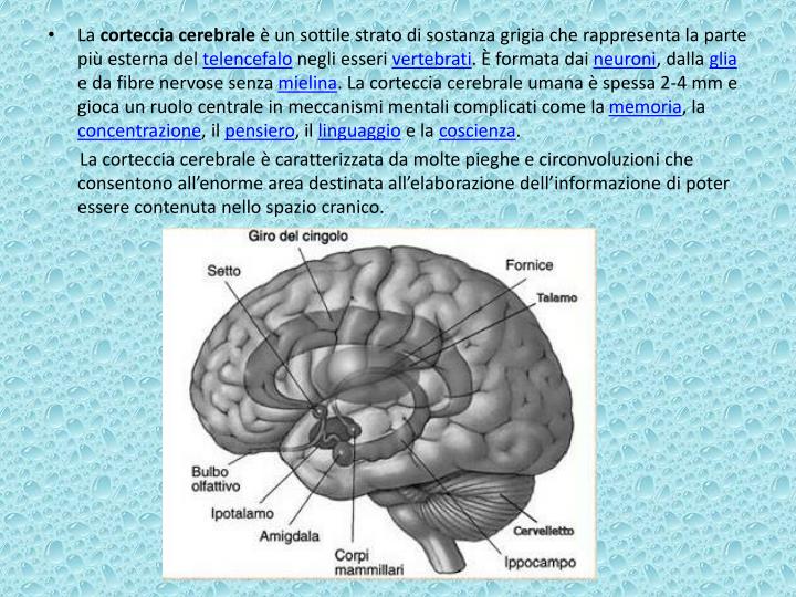PPT - CORTECCIA CAREBRALE PowerPoint Presentation - ID:1866765