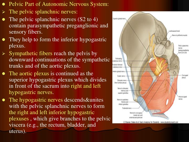 PPT - Pelvic Vessels and Nerves PowerPoint Presentation - ID:1866807