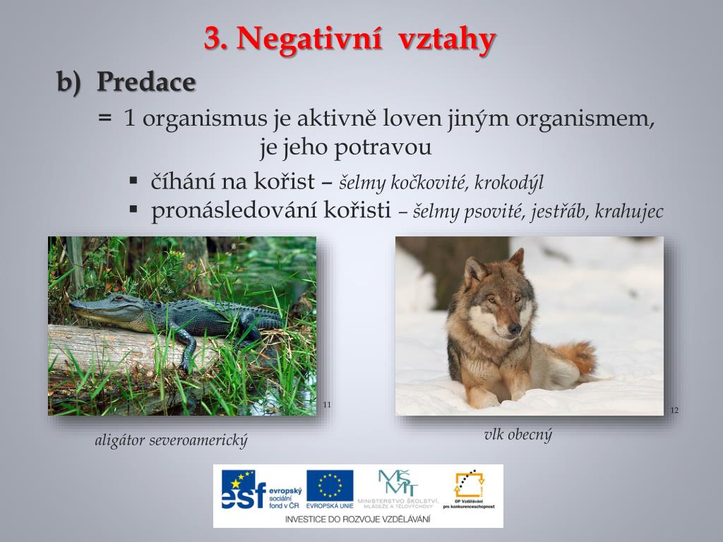 PPT - MEZIDRUHOVÉ VZTAHY PowerPoint Presentation, free download - ID ...