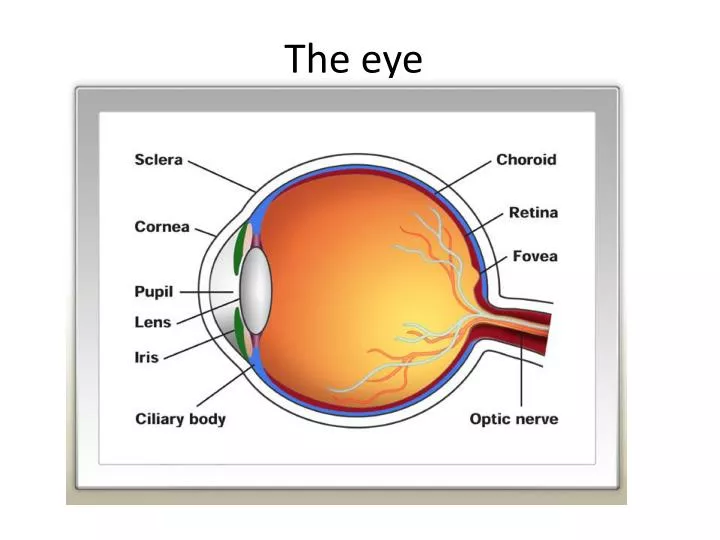 PPT - The eye PowerPoint Presentation, free download - ID:1866964