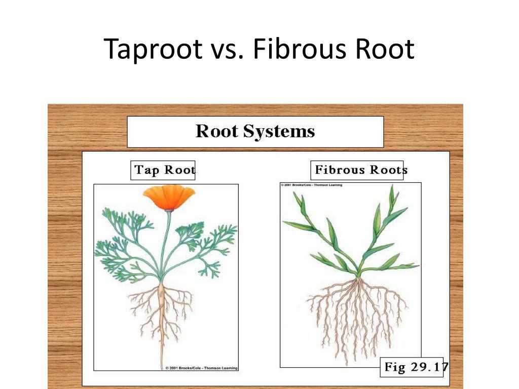 Fibrous Root Vs Taproot Fibrous Root Vs Taproot