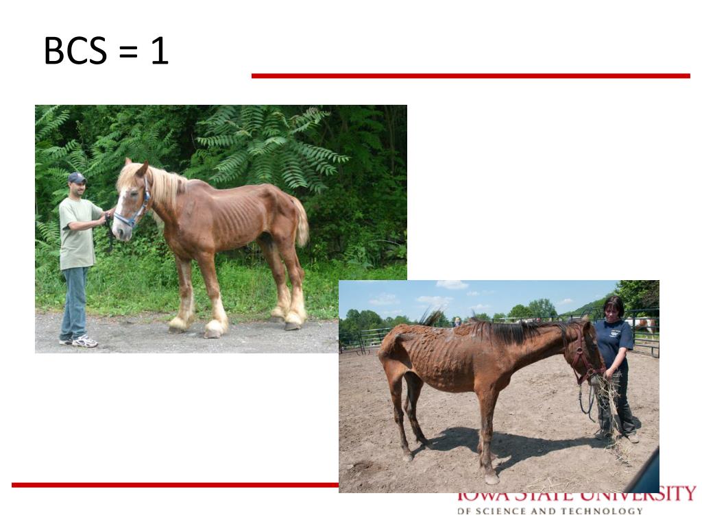 PPT - Horse Nutrition March 29, 2013 PowerPoint Presentation, free ...