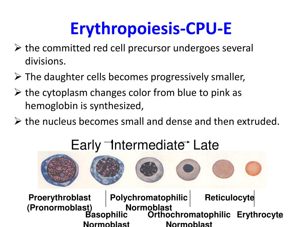 PPT - BLOOD 2 RED BLOOD CELLS JAUNDICE ANEMIA & POLYCYTHEMIA PowerPoint ...