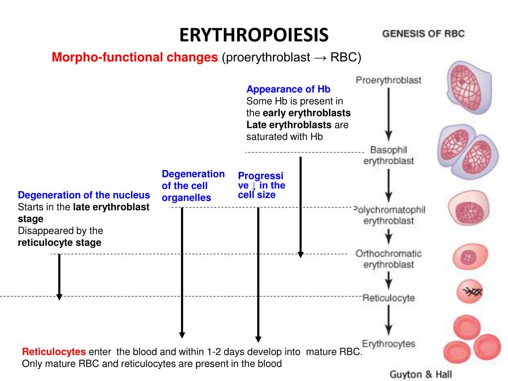 PPT - BLOOD 2 RED BLOOD CELLS JAUNDICE ANEMIA & POLYCYTHEMIA PowerPoint ...