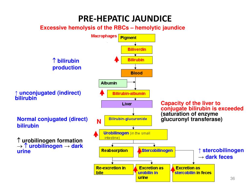 PPT - BLOOD 2 RED BLOOD CELLS JAUNDICE ANEMIA & POLYCYTHEMIA PowerPoint ...