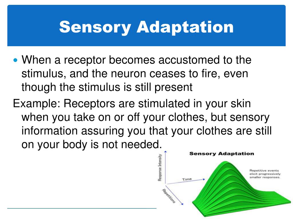 PPT - 9.5 Sensory Information: Vision PowerPoint Presentation, free ...