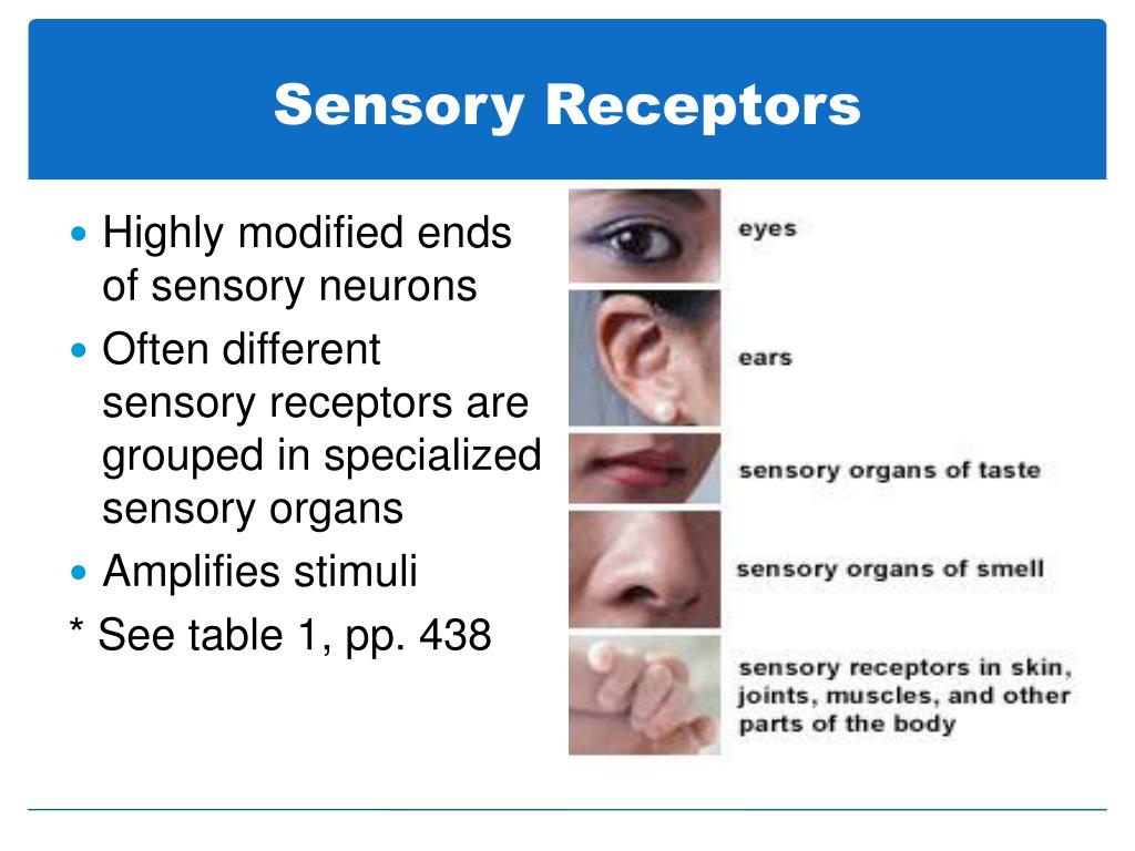 PPT - 9.5 Sensory Information: Vision PowerPoint Presentation, free ...