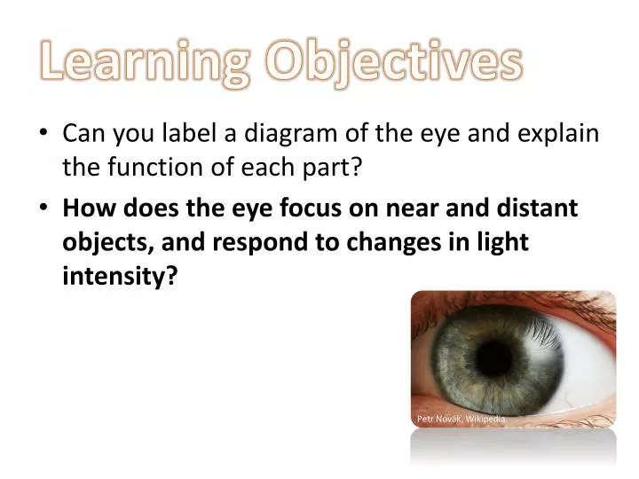 PPT - Learning Objectives PowerPoint Presentation, free download - ID ...