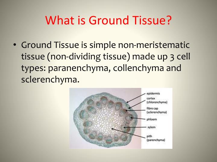PPT - Ground Tissue PowerPoint Presentation - ID:1867499