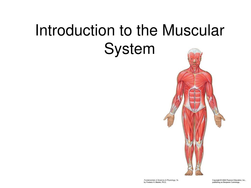 Ppt Introduction To The Muscular System Powerpoint Presentation Free