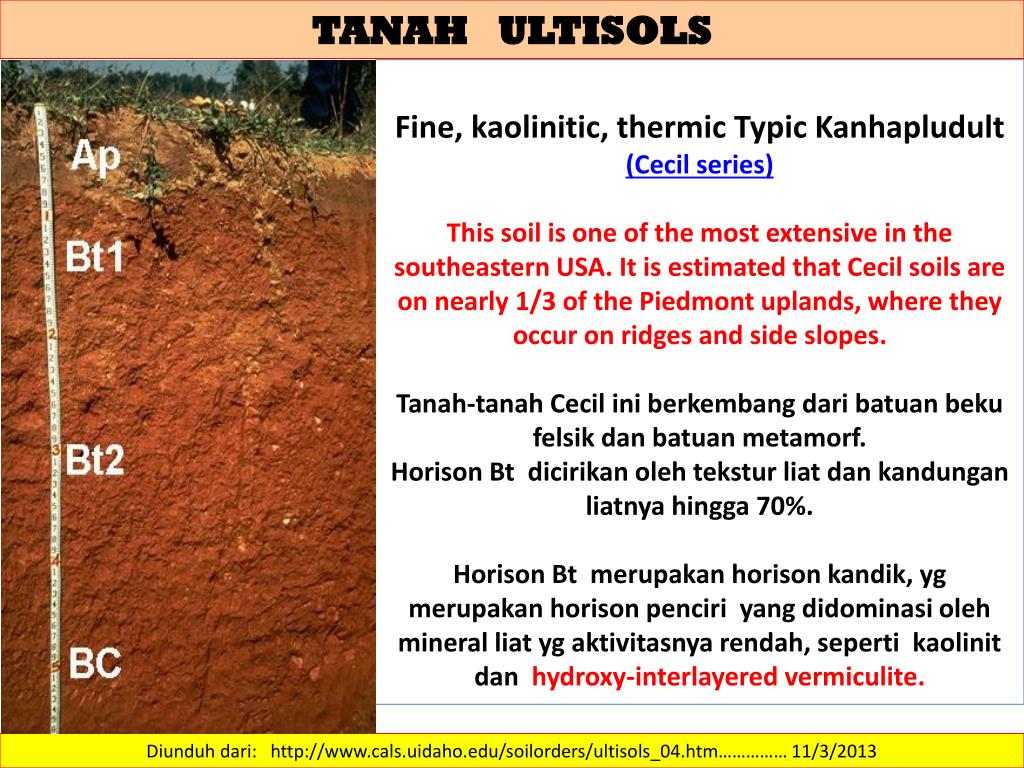 PPT - BAHAN KAJIAN MK. DASAR ILMU TANAH TANAH ULTISOL PowerPoint ...