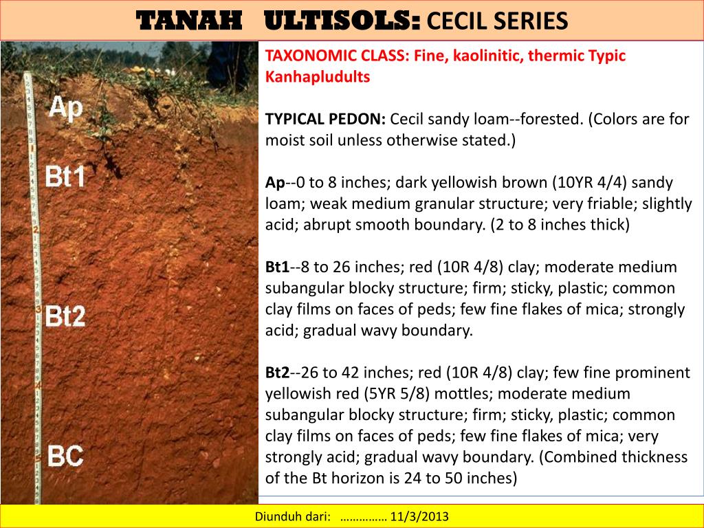 PPT - BAHAN KAJIAN MK. DASAR ILMU TANAH TANAH ULTISOL PowerPoint ...