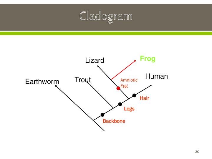 PPT - TAXONOMY AND CLASSIFICATION PowerPoint Presentation - ID:1867569