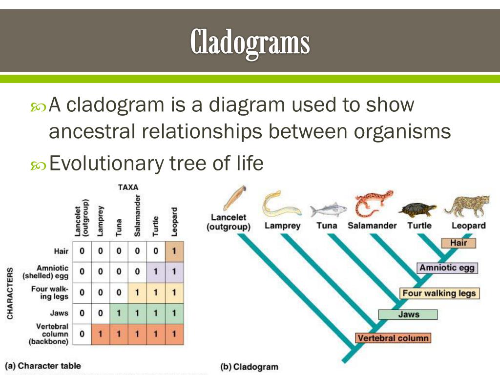 PPT TAXONOMY AND CLASSIFICATION PowerPoint Presentation Free PPT TAXONOMY AND CLASSIFICATION PowerPoint Presentation Free
