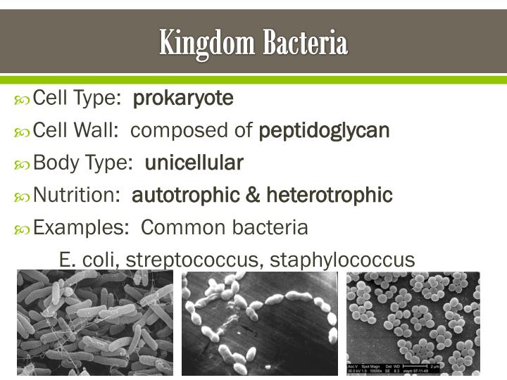 PPT - TAXONOMY AND CLASSIFICATION PowerPoint Presentation - ID:1867569